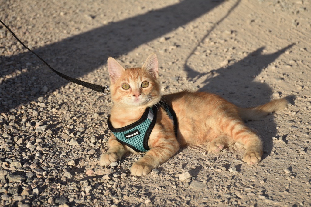 Veterinary Labels: Keep Pet Care Organized & Safe